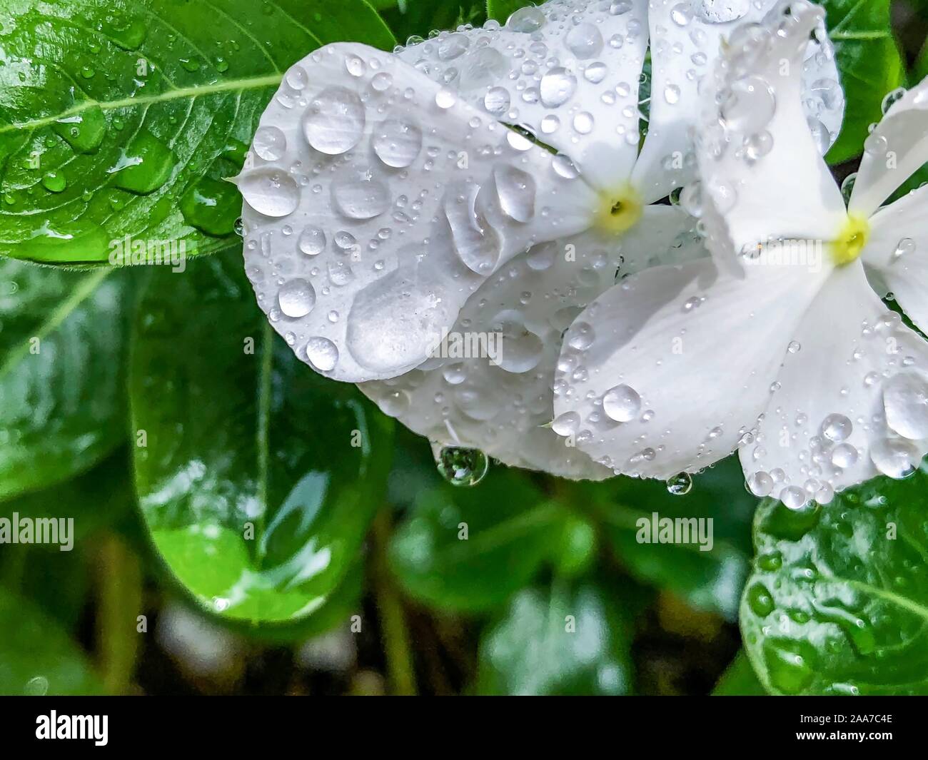 Water Drops On White Flowers