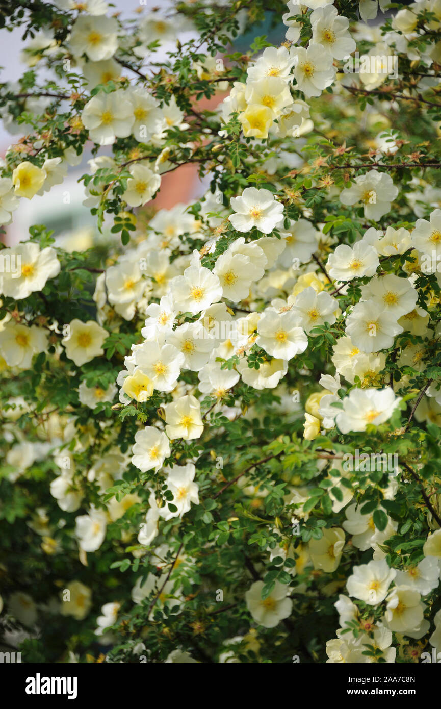 Chinesische Goldrose (Rosa hugonis Stock Photo - Alamy