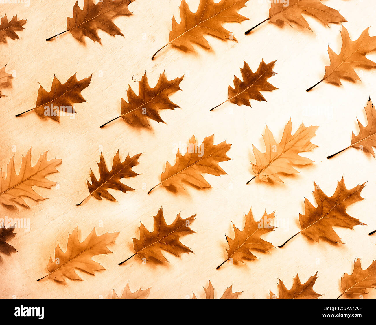 Oak leaf pattern hi-res stock photography and images - Alamy