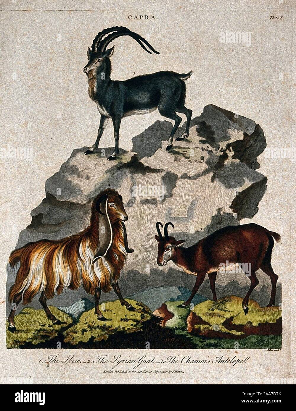 Ibex kids hi-res stock photography and images - Alamy