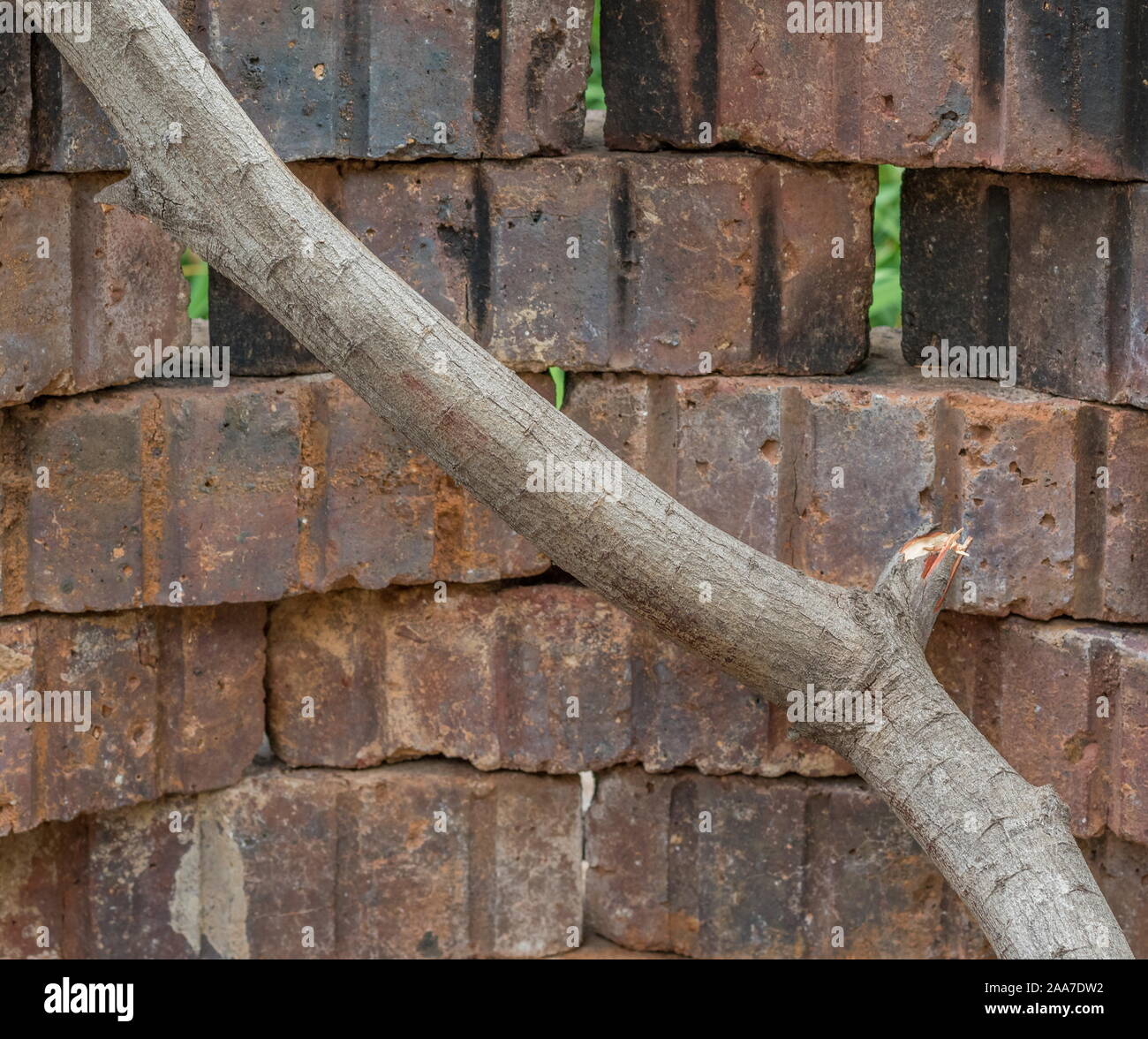 A dry stick isolated diagonally across a brick wall background image ...