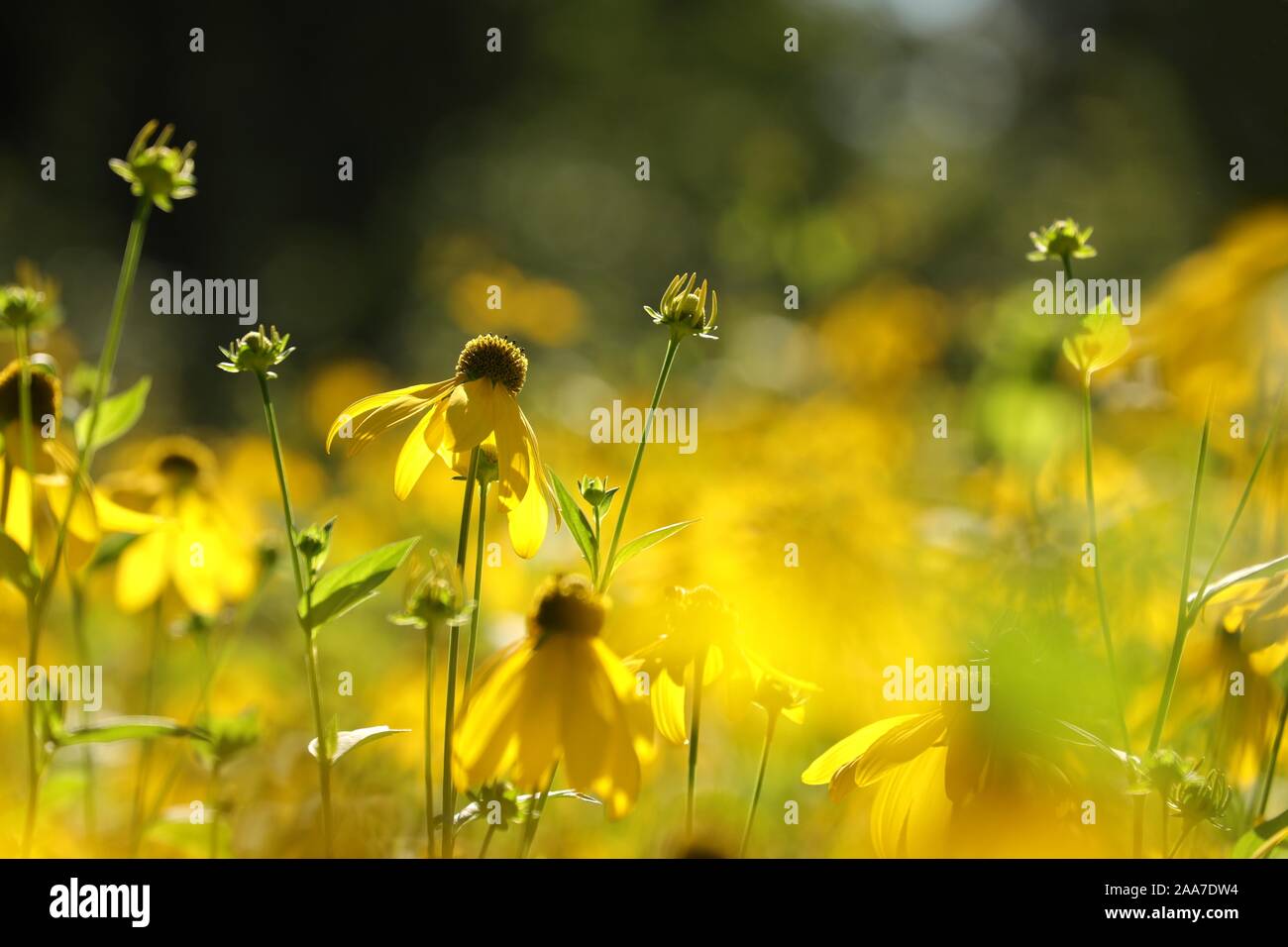 Cut-leaf Coneflower (Rudbeckia laciniata Stock Photo - Alamy