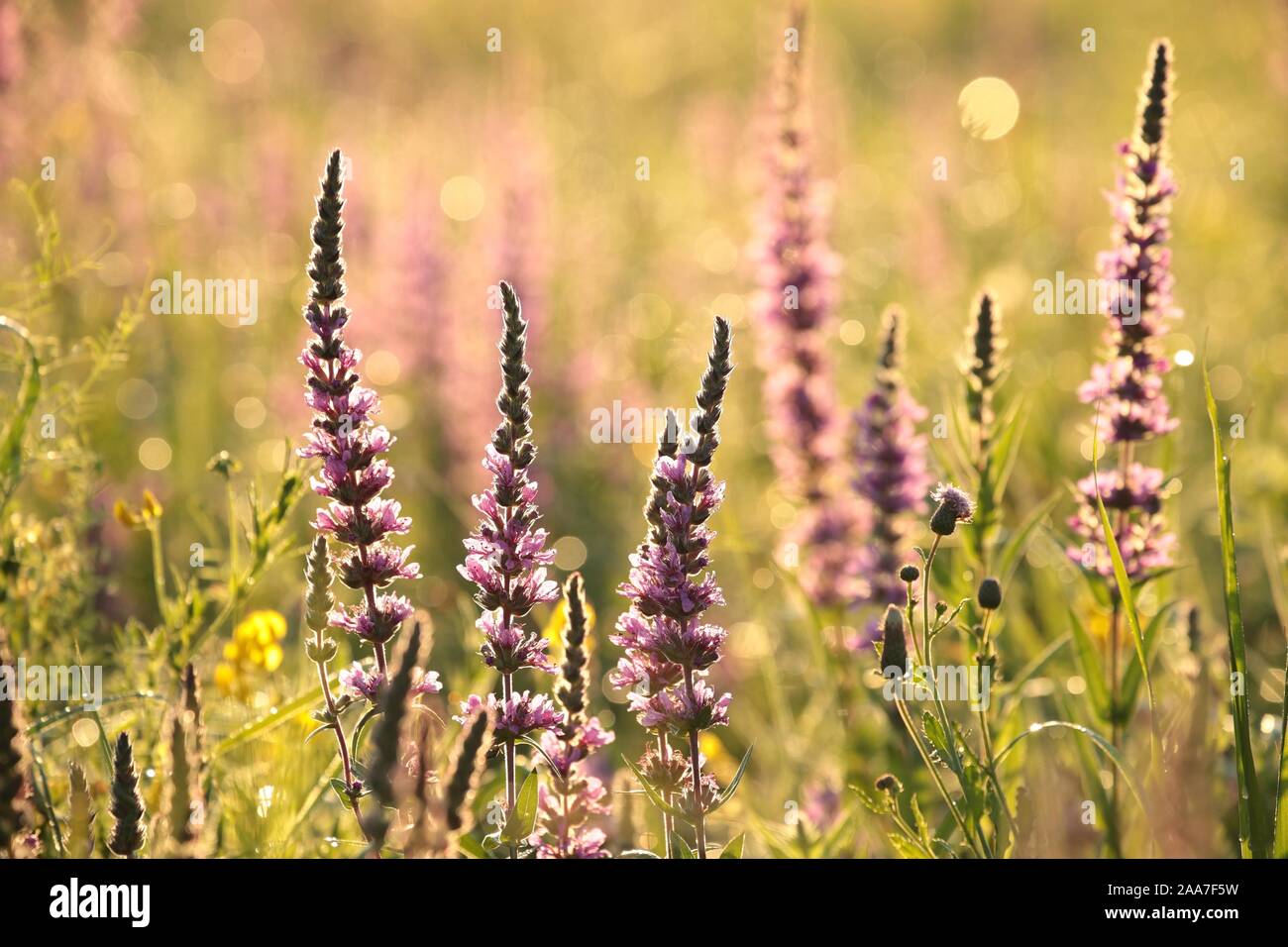 Loosestrife (Lythrum salicaria) at sunrise Stock Photo - Alamy