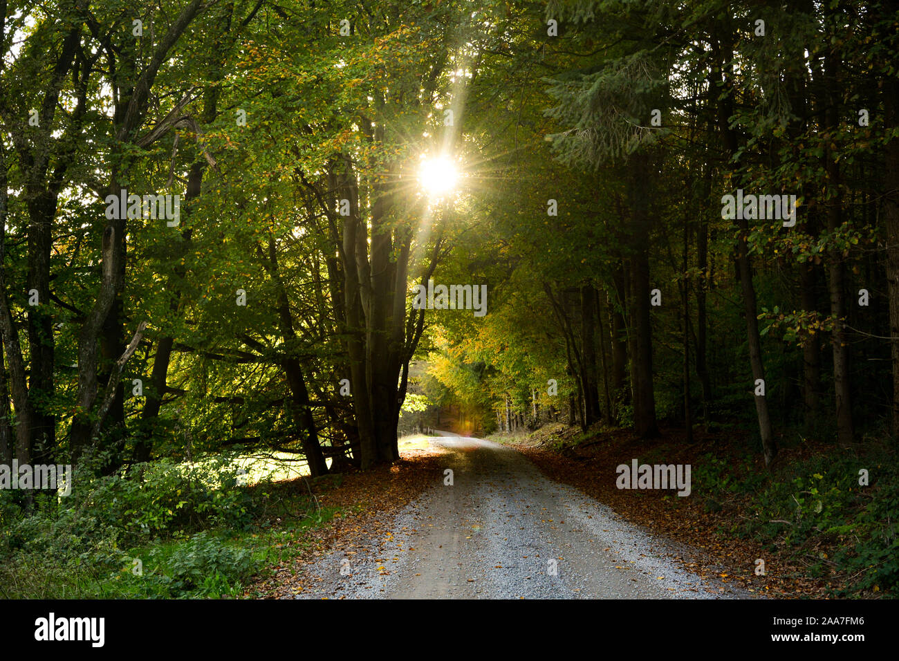 Sun shines through trees, with a path through the green forest Stock ...