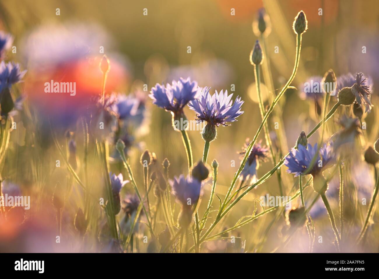 Cornflower in the field at dusk Stock Photo - Alamy