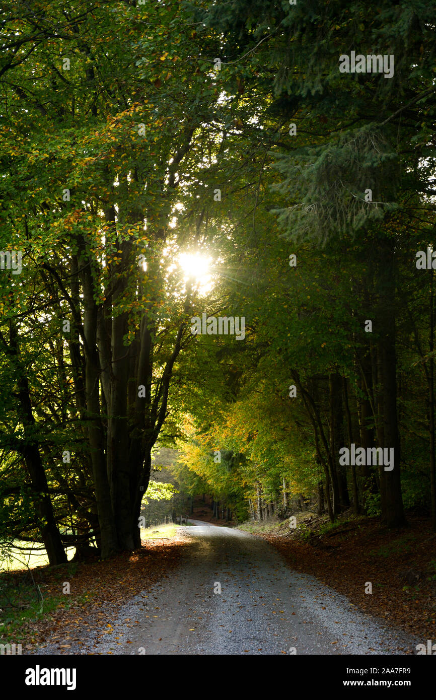 The sun shines through trees, with a path through the green forest ...