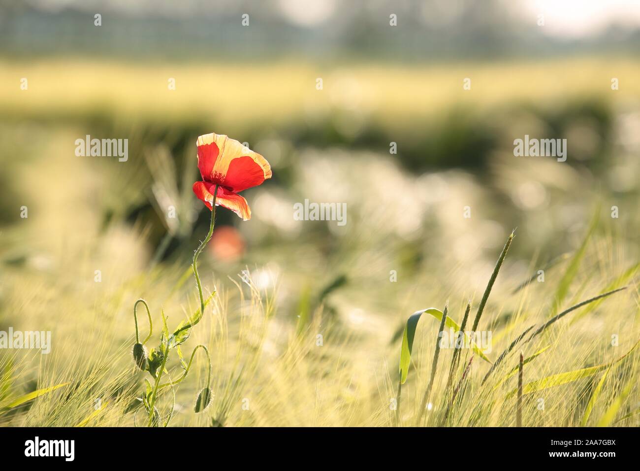 Poppy in the field at dawn Stock Photo - Alamy