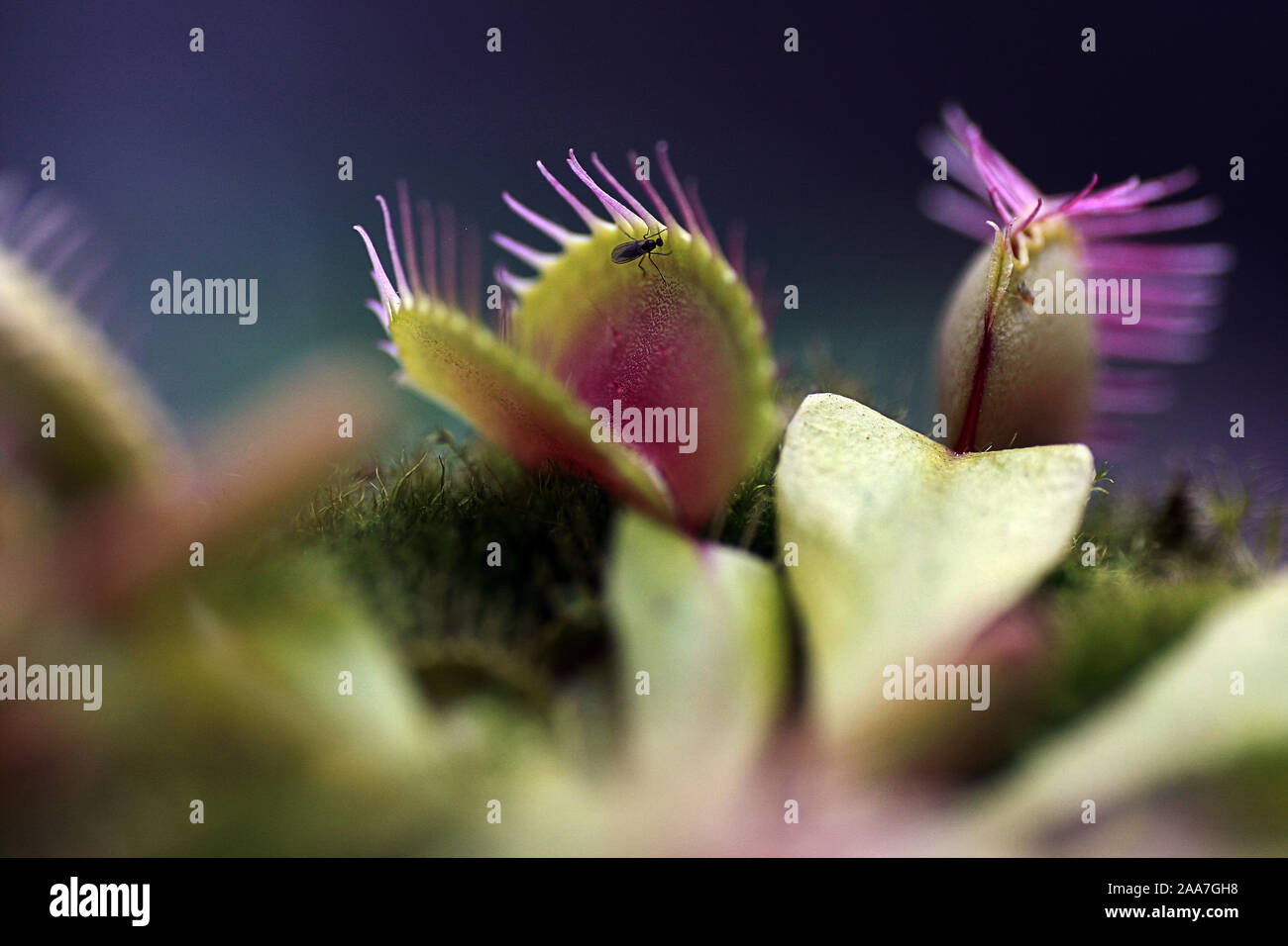 Venus flytrap blooming hi-res stock photography and images - Alamy