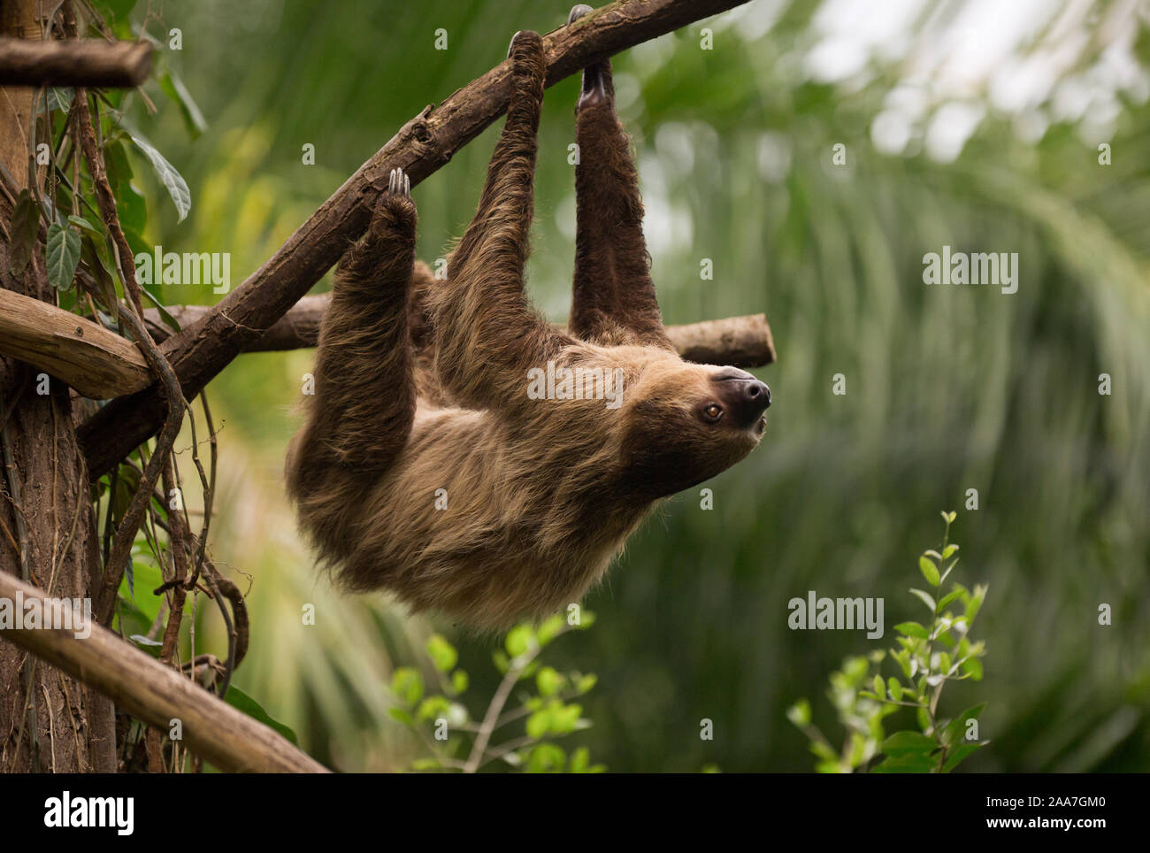 A sloth is hanging of a branch Stock Photo - Alamy