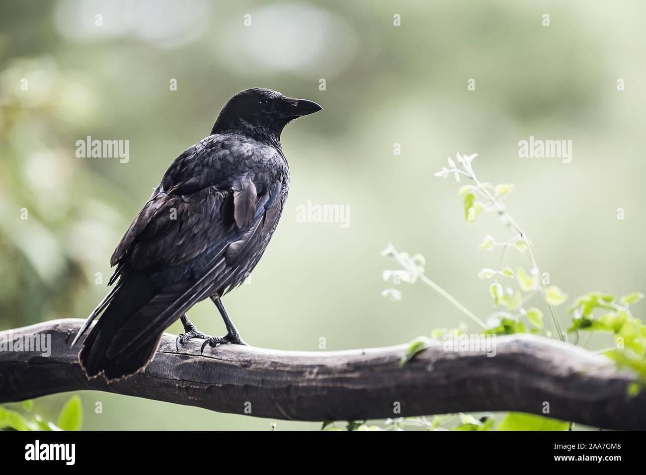 A crow is watching its surrounding Stock Photo - Alamy