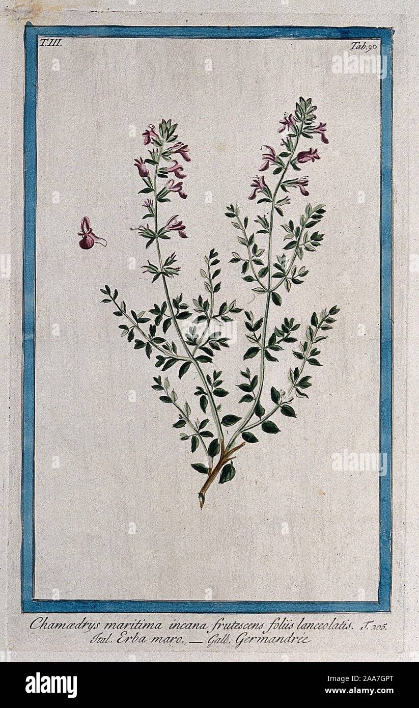 Cat thyme teucrium marum hi-res stock photography and images - Alamy