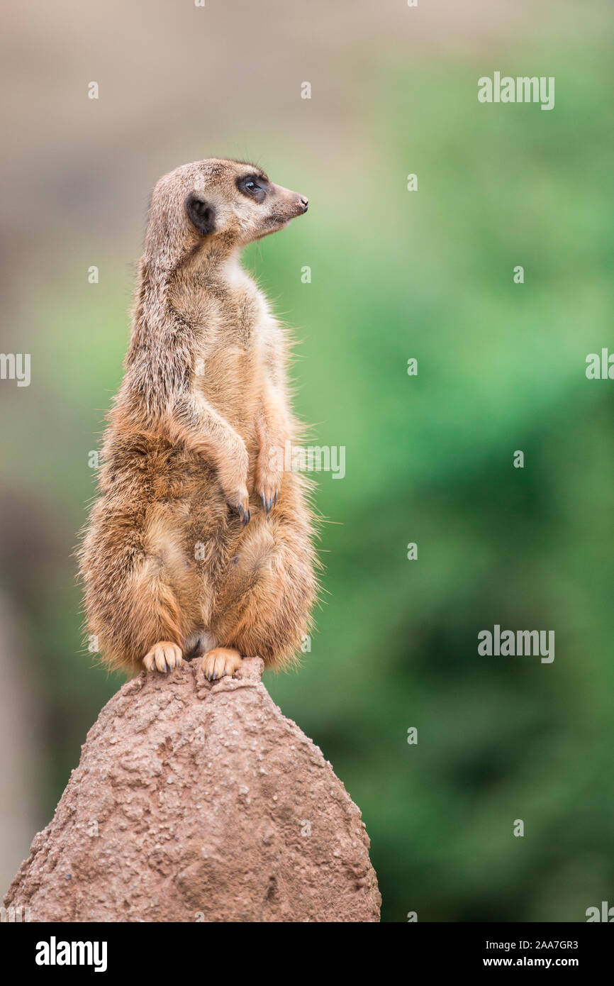 A meerkat securing its home Stock Photo - Alamy