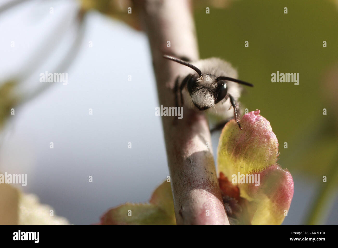 Little bumblebee hi-res stock photography and images - Alamy
