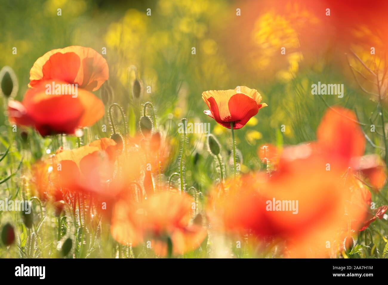 Poppy in the field at dawn Stock Photo - Alamy