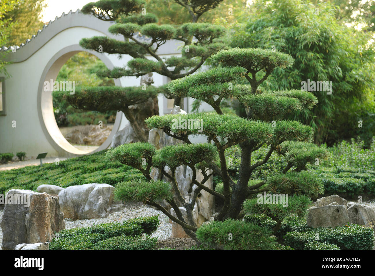 Krummholz-Kiefer (Pinus mugo 'Gnom' Stock Photo - Alamy