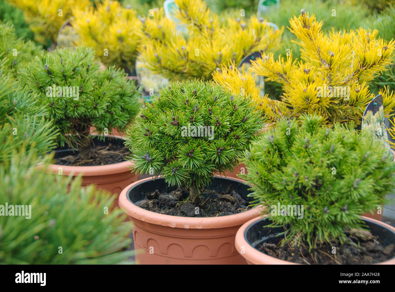 Krummholz-Kiefer (Pinus mugo 'Prof. Scholz' Stock Photo - Alamy
