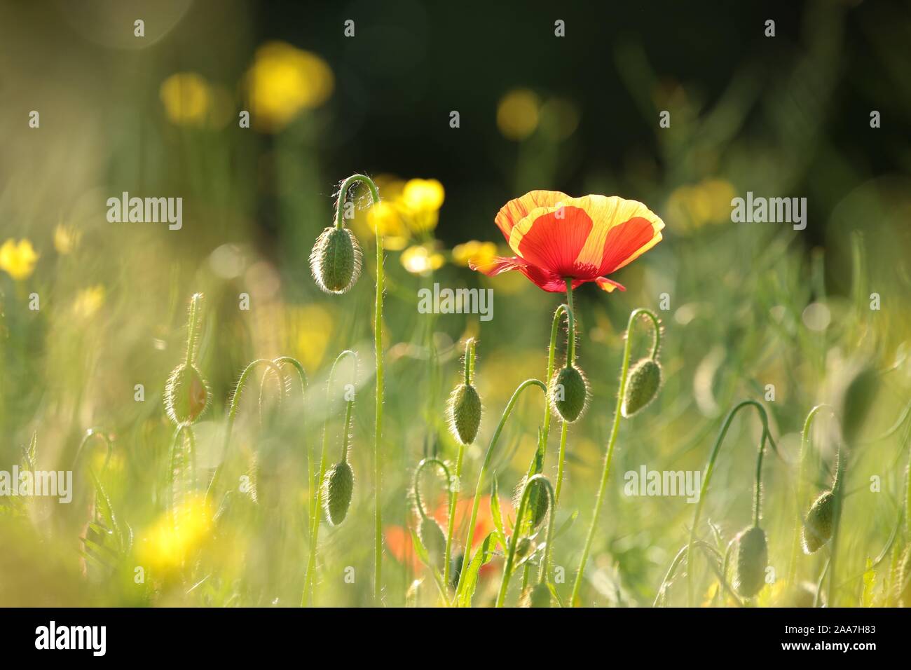 Poppy in the field at dawn Stock Photo - Alamy