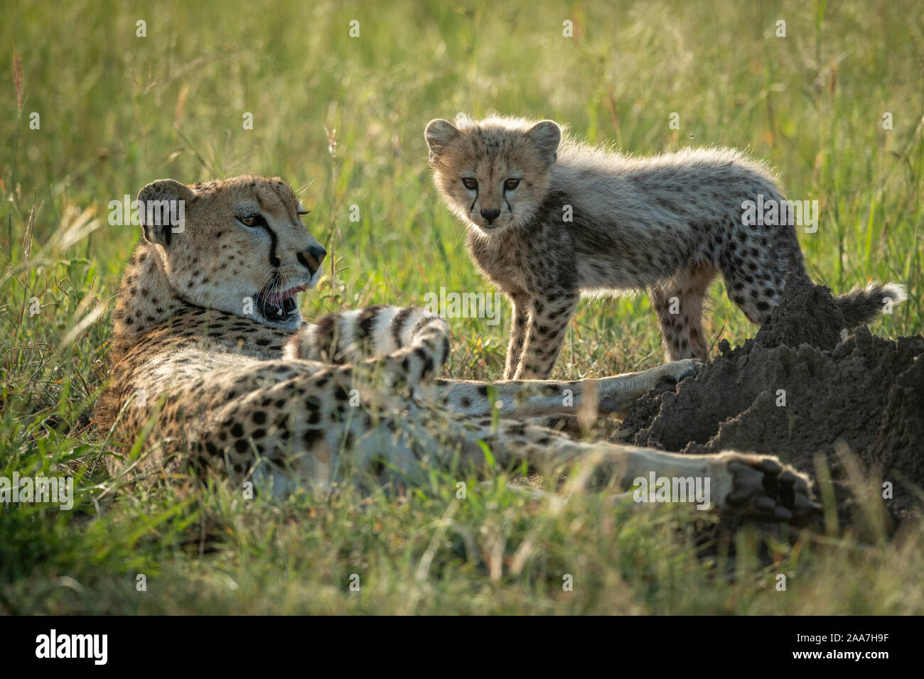Female cheetah lies beside cub in grassland Stock Photo - Alamy