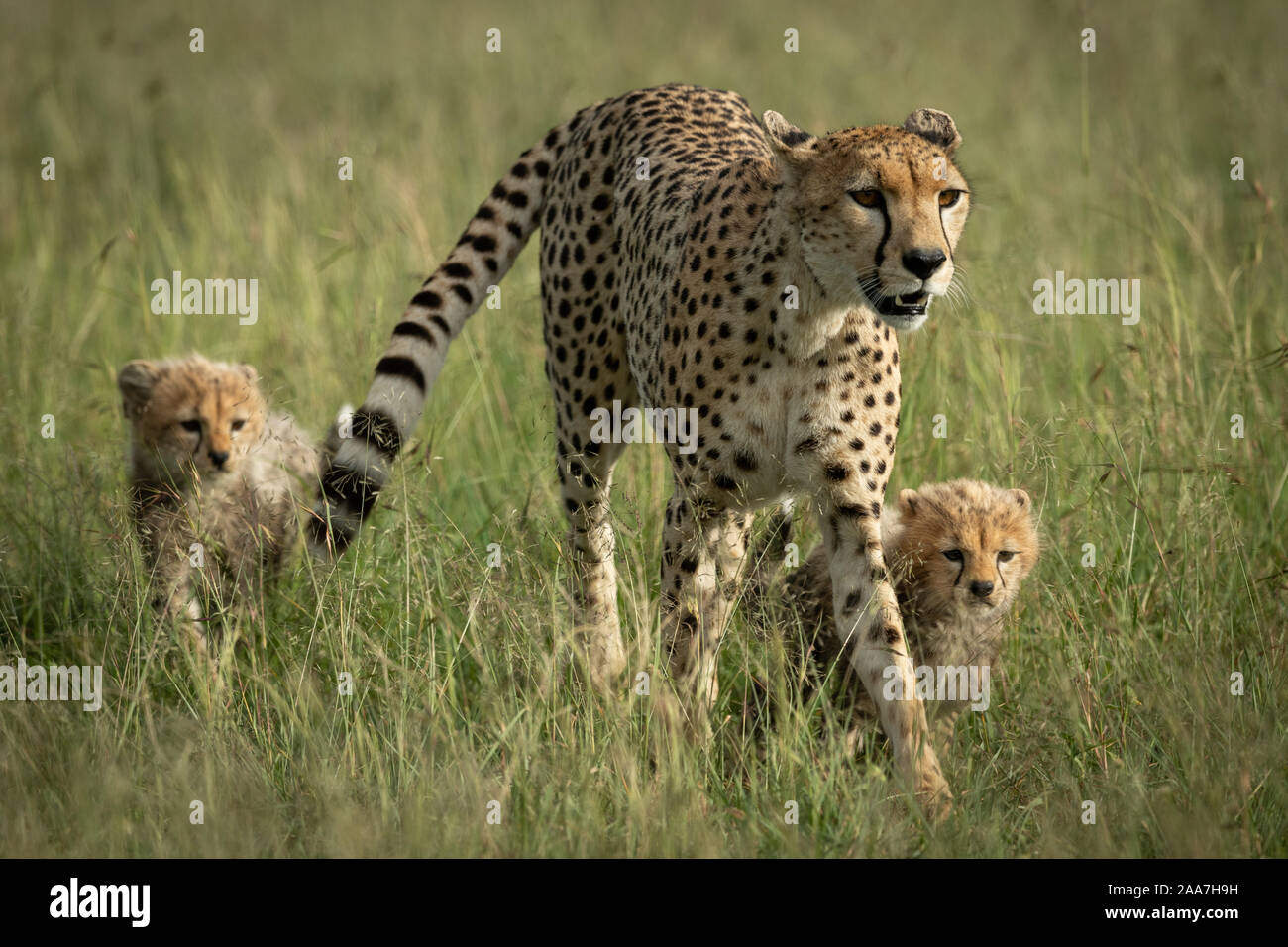 Female cheetah crosses savannah with two cubs Stock Photo - Alamy
