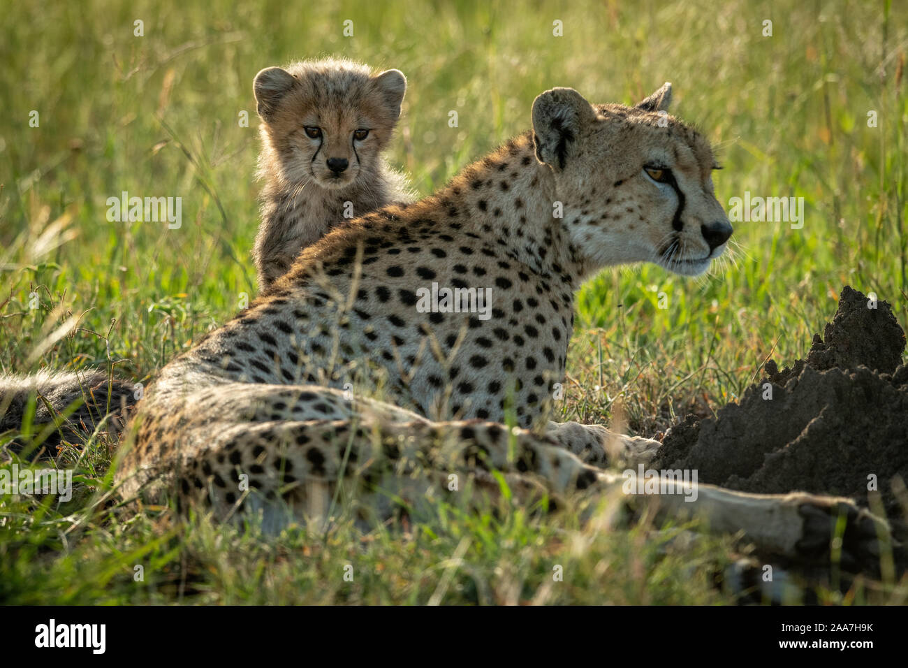 Female cheetah lies in grass beside cub Stock Photo - Alamy