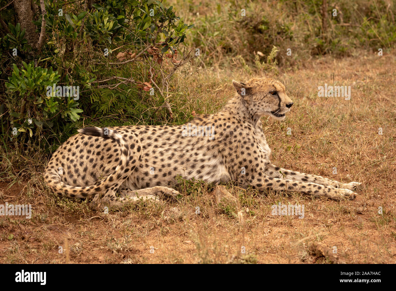 Tail curling hi-res stock photography and images - Alamy