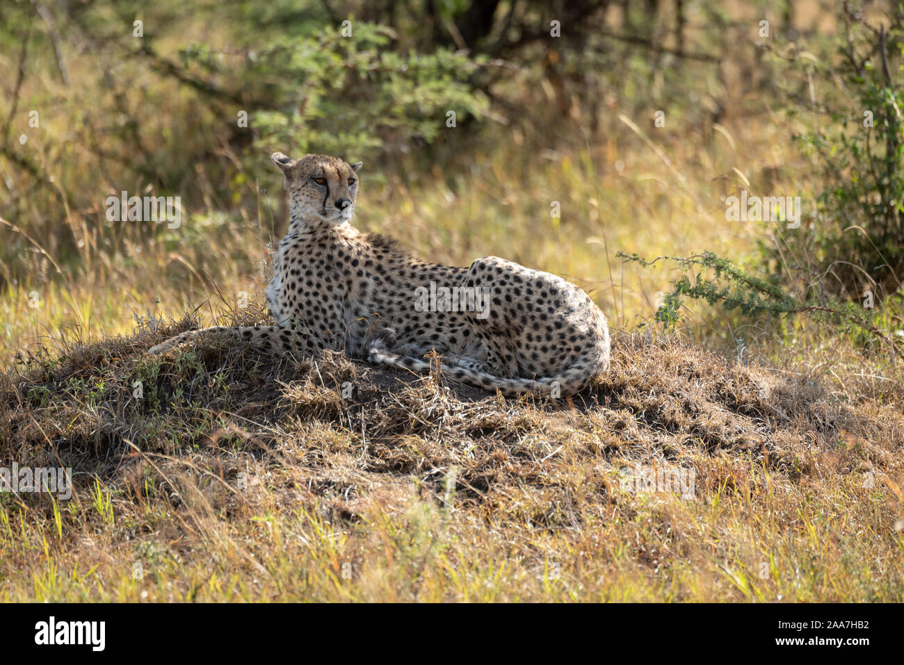 Female cheetah lies on mound turning head Stock Photo - Alamy