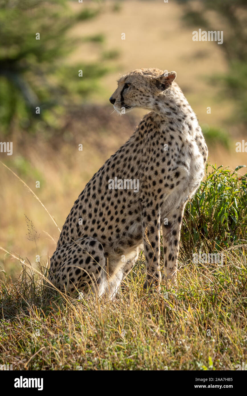 Female cheetah sits in grass looking back Stock Photo - Alamy