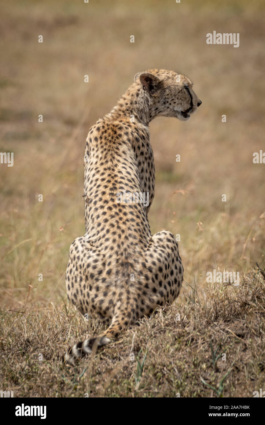 Female cheetah sits on grass turning head Stock Photo - Alamy