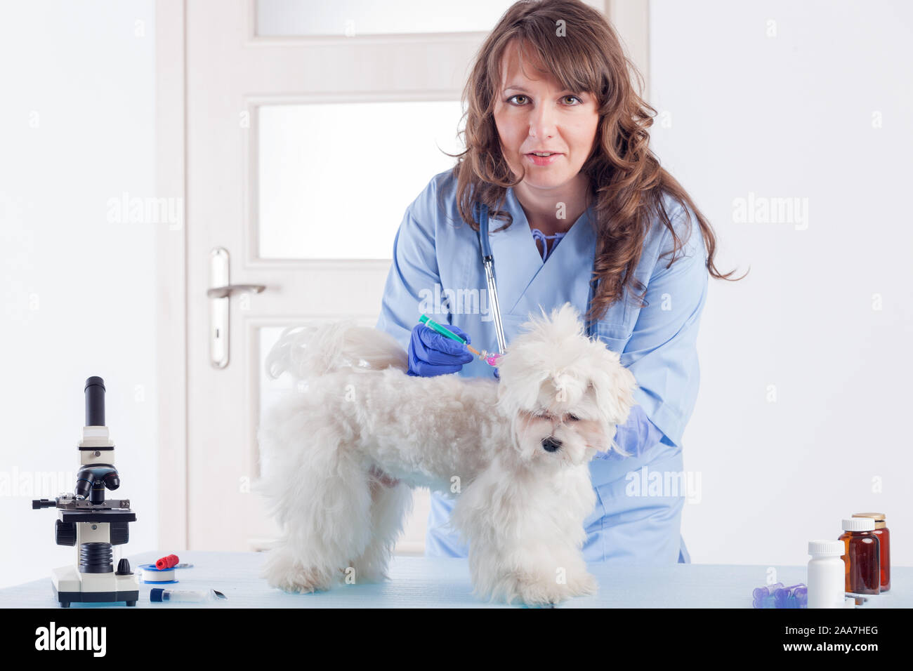 smiling woman vet is giving medicine to the dog in vet clinic Stock ...
