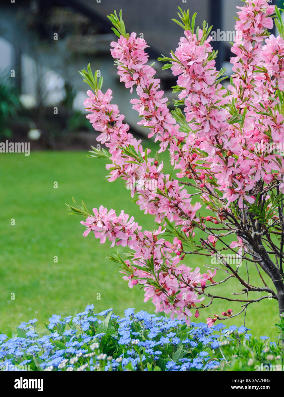 Zwergmandel prunus tenella hi-res stock photography and images - Alamy
