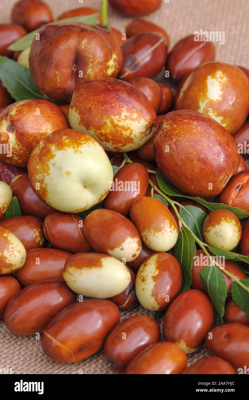 Chinesische Dattel (Ziziphus jujuba 'Da Baizao'), (Ziziphus jujuba ...