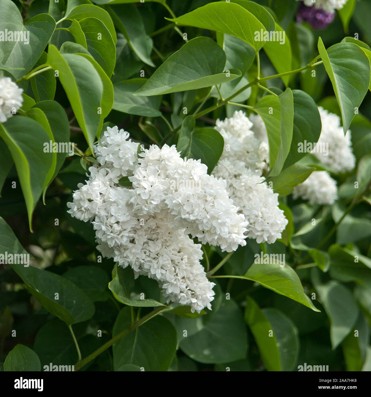 Syringa vulgaris mme florent stepman hi-res stock photography and ...