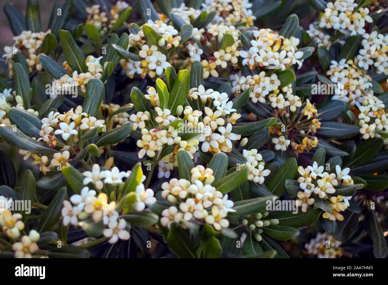 Pittosporum flowers hi-res stock photography and images - Alamy
