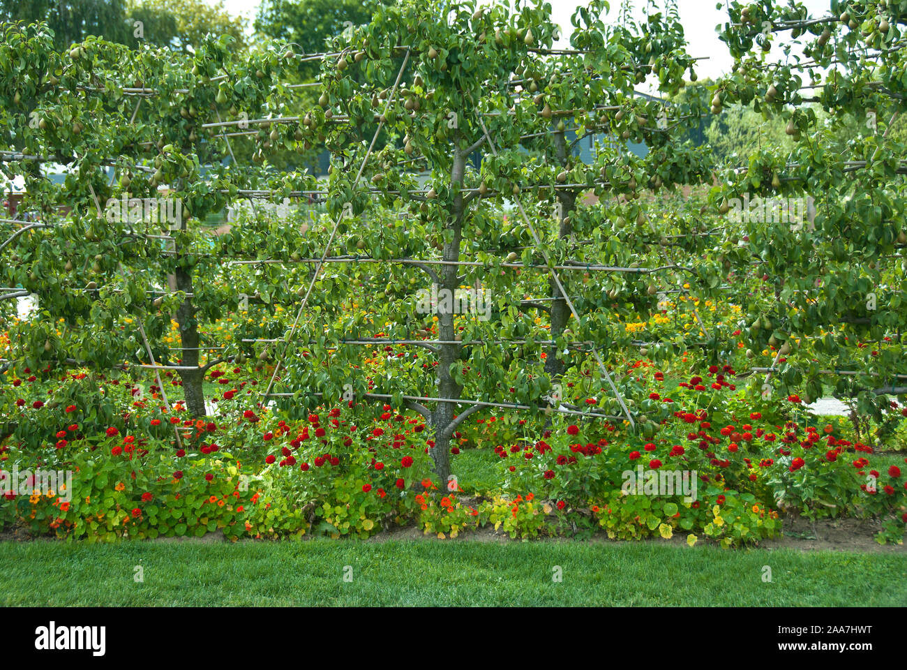Spalier-Birne (Pyrus communis 'Conference' Stock Photo - Alamy