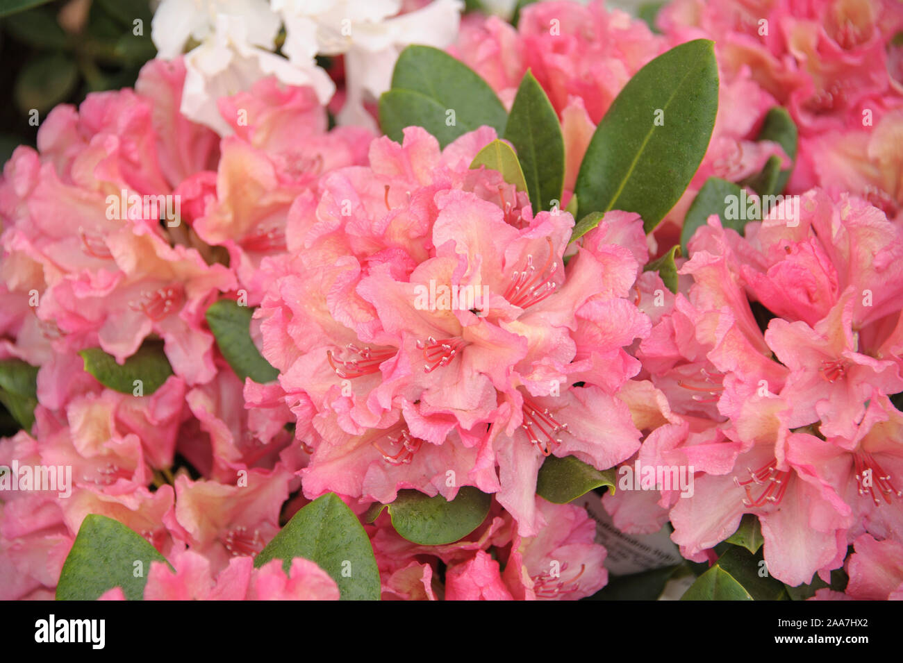 Yakushima-Rhododendron (Rhododendron 'Brasilia' Stock Photo - Alamy