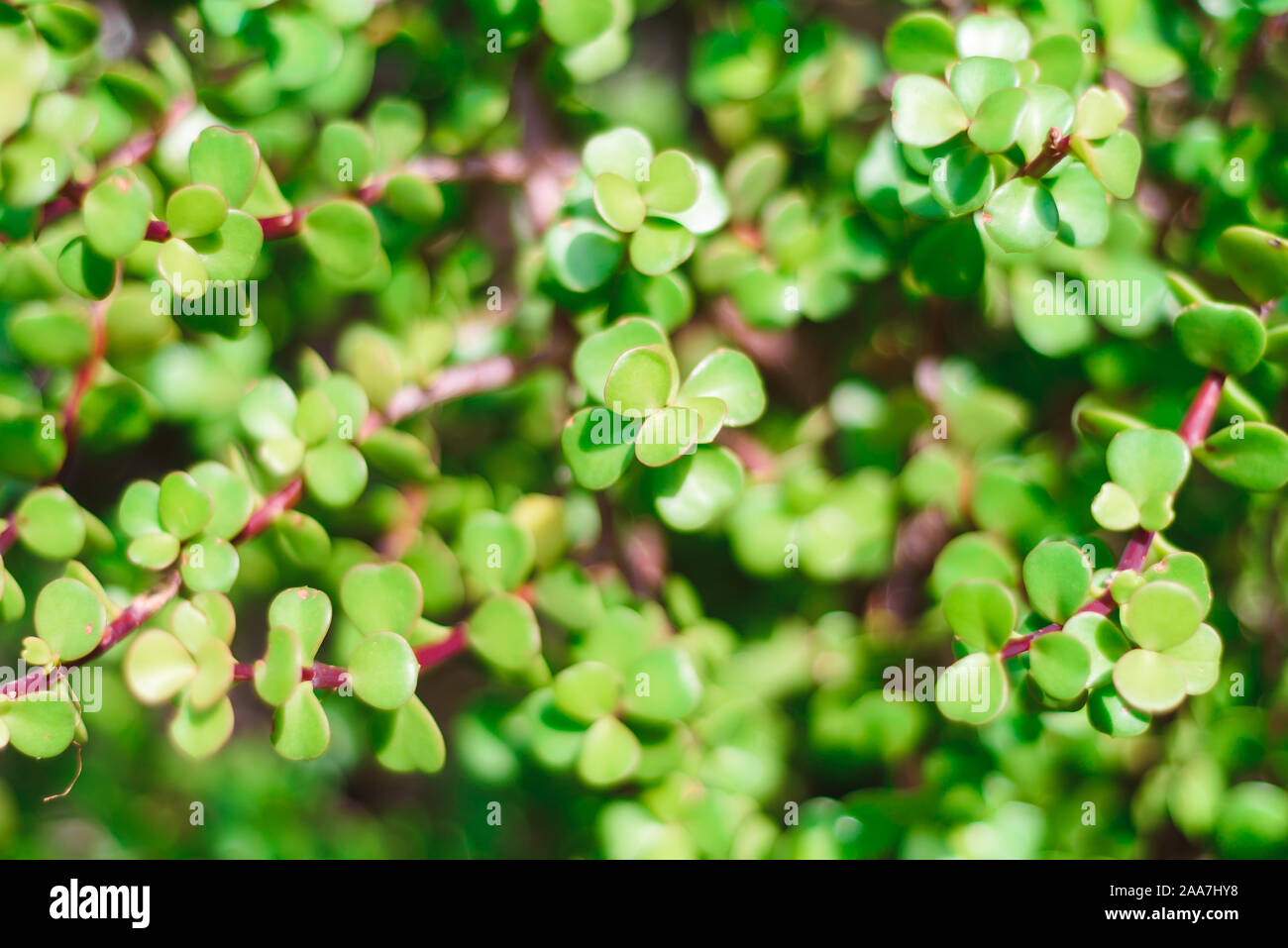 natural green background with selective focus, plants backgrounds Stock ...