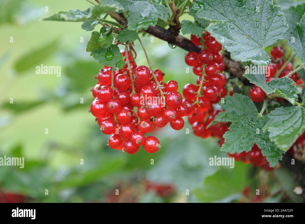 Rote Johannisbeere (Ribes rubrum 'Rondom' Stock Photo - Alamy