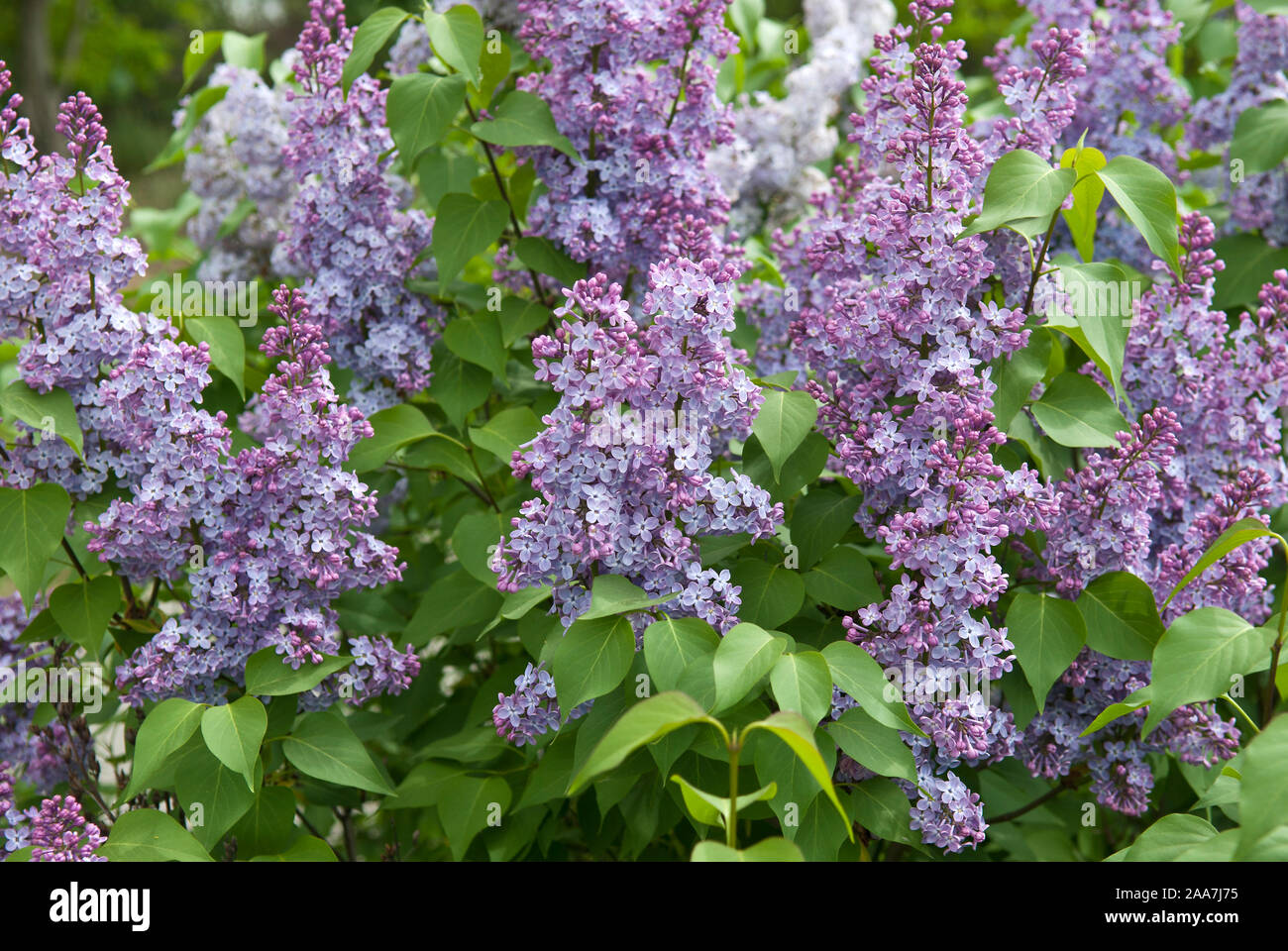 Flieder blatt hi-res stock photography and images - Alamy