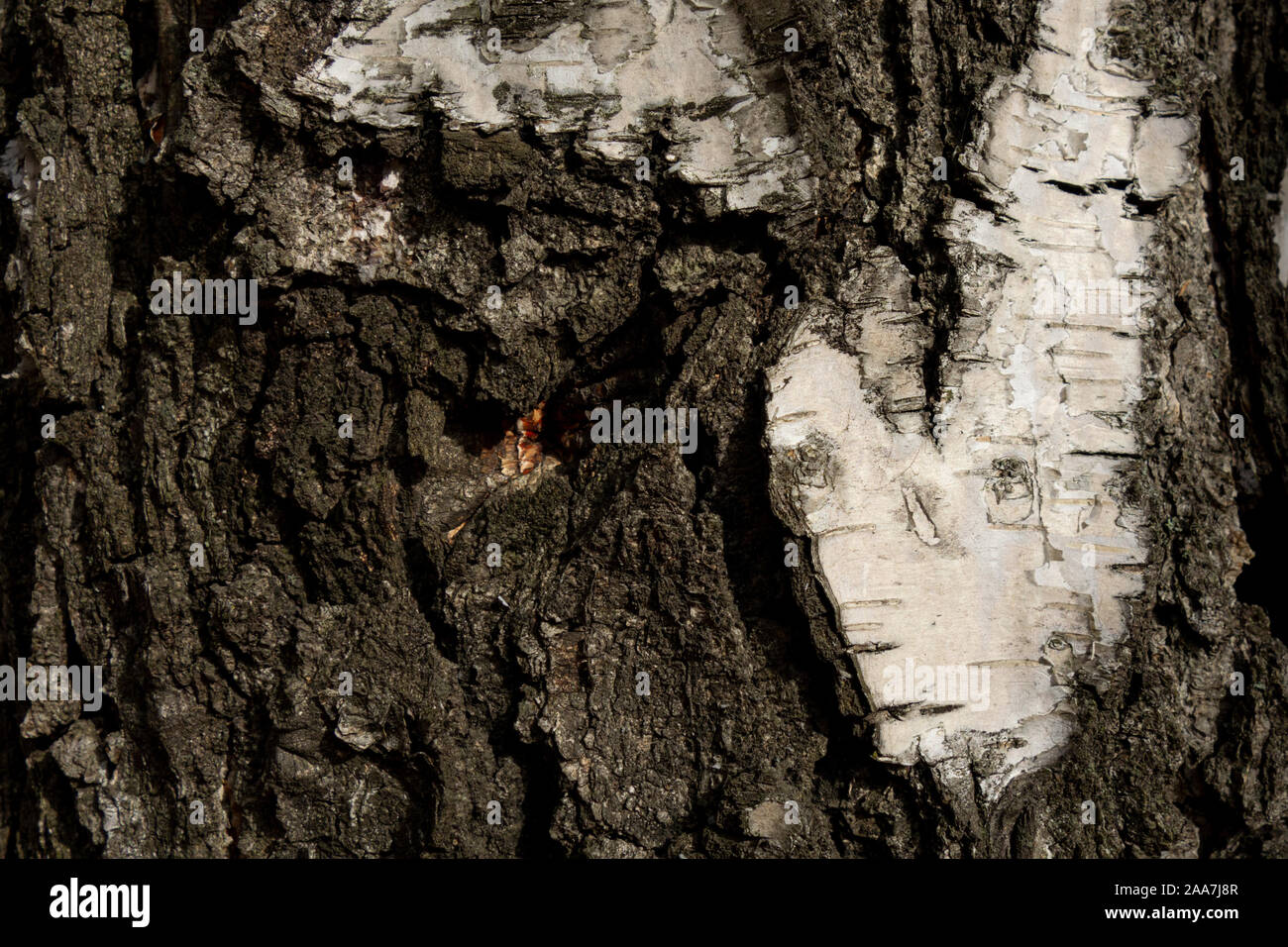 Birch bark closeup background. Textured pattern of old wood trunk tree. Striped scratched rough ...