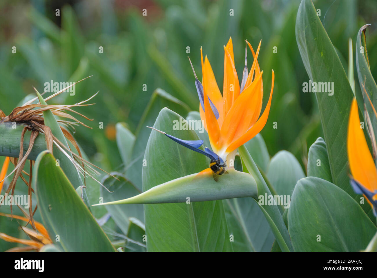 Strelitzie (Strelitzia reginae Stock Photo - Alamy