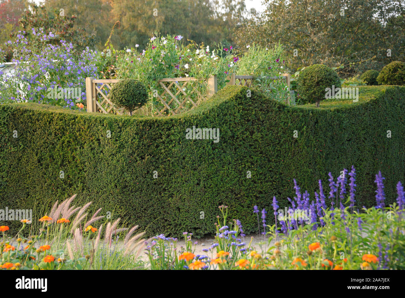 Europ‰ische Eibe (Taxus baccata Stock Photo - Alamy