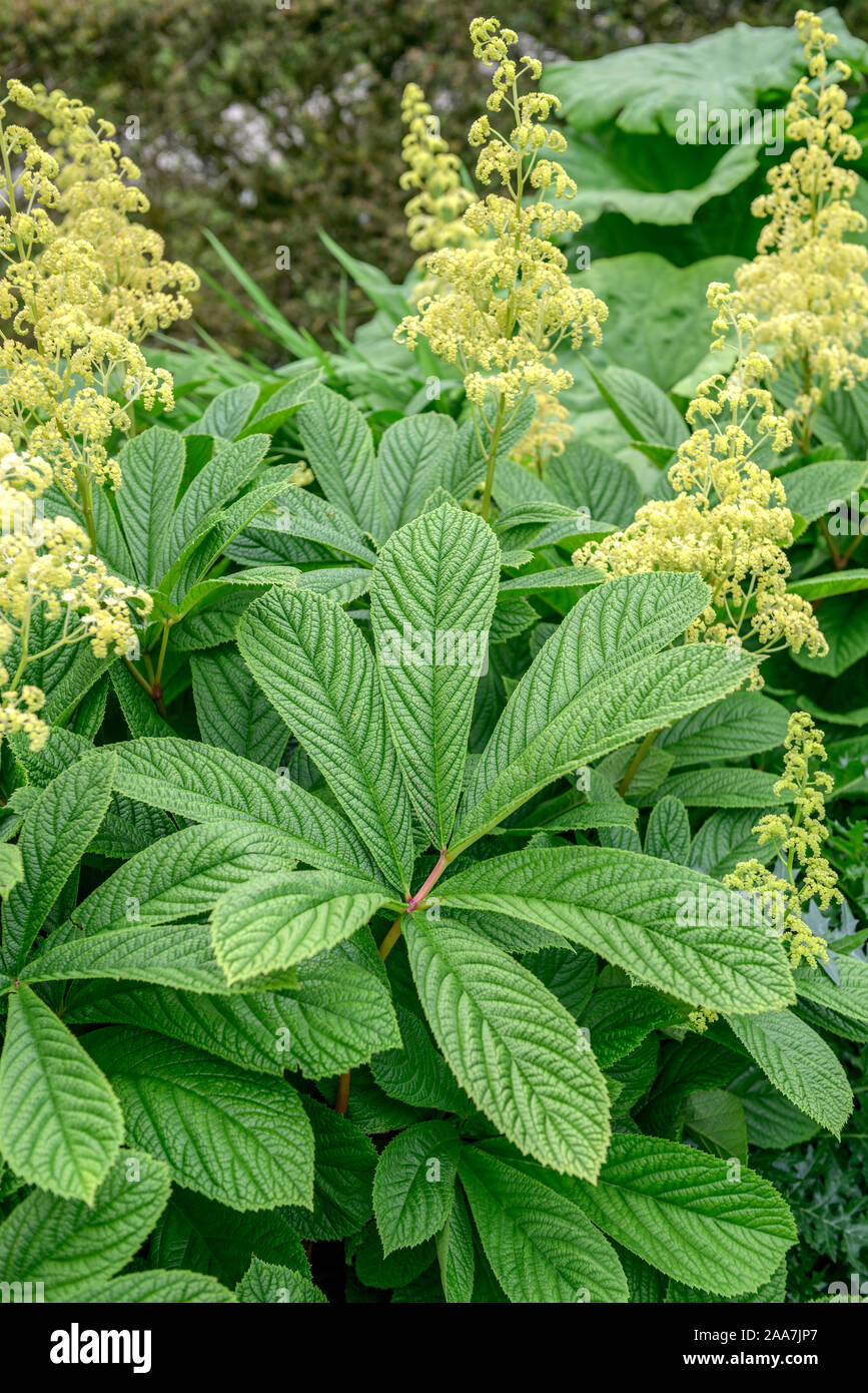 Rodgersia aesculifolia hi-res stock photography and images - Alamy