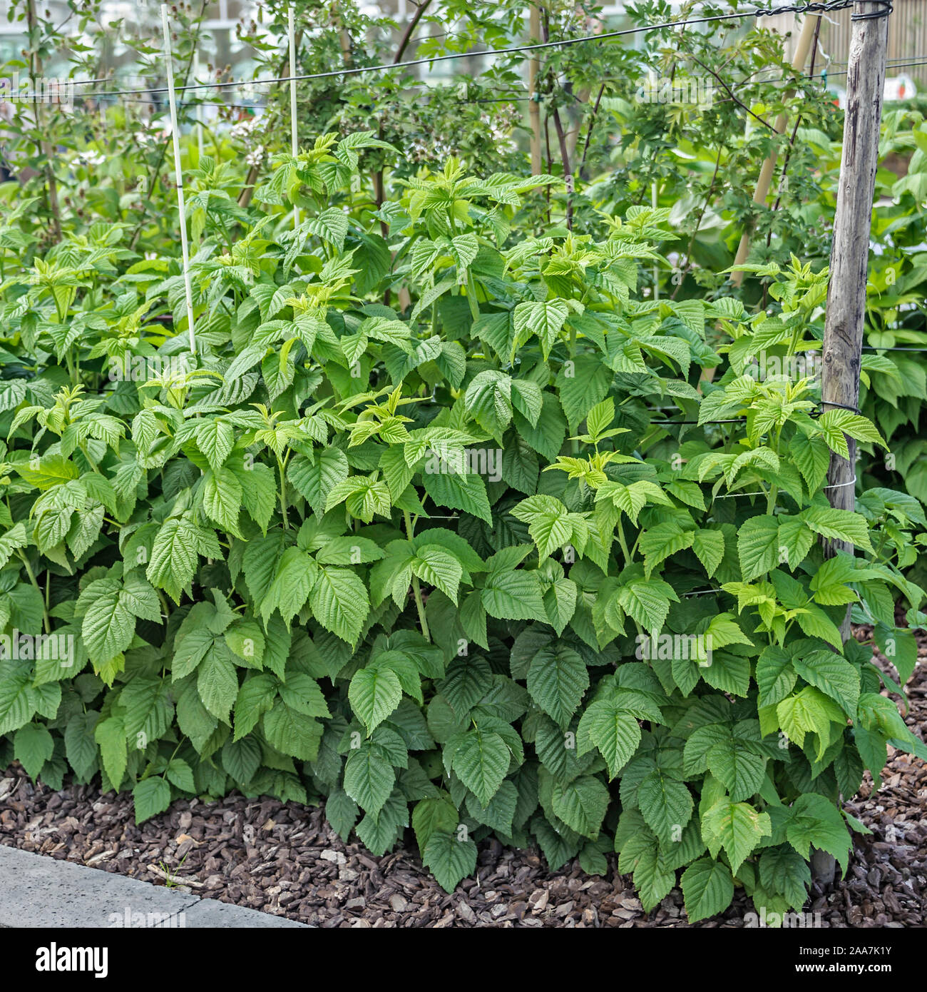 Himbeer-Spalier, Himbeere (Rubus idaeus 'Schönemann' Stock Photo - Alamy