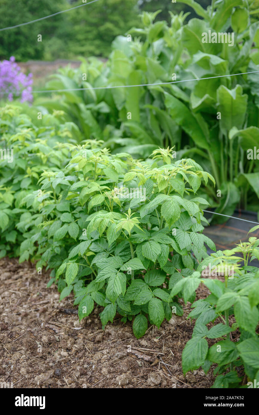 Himbeere hi-res stock photography and images - Alamy