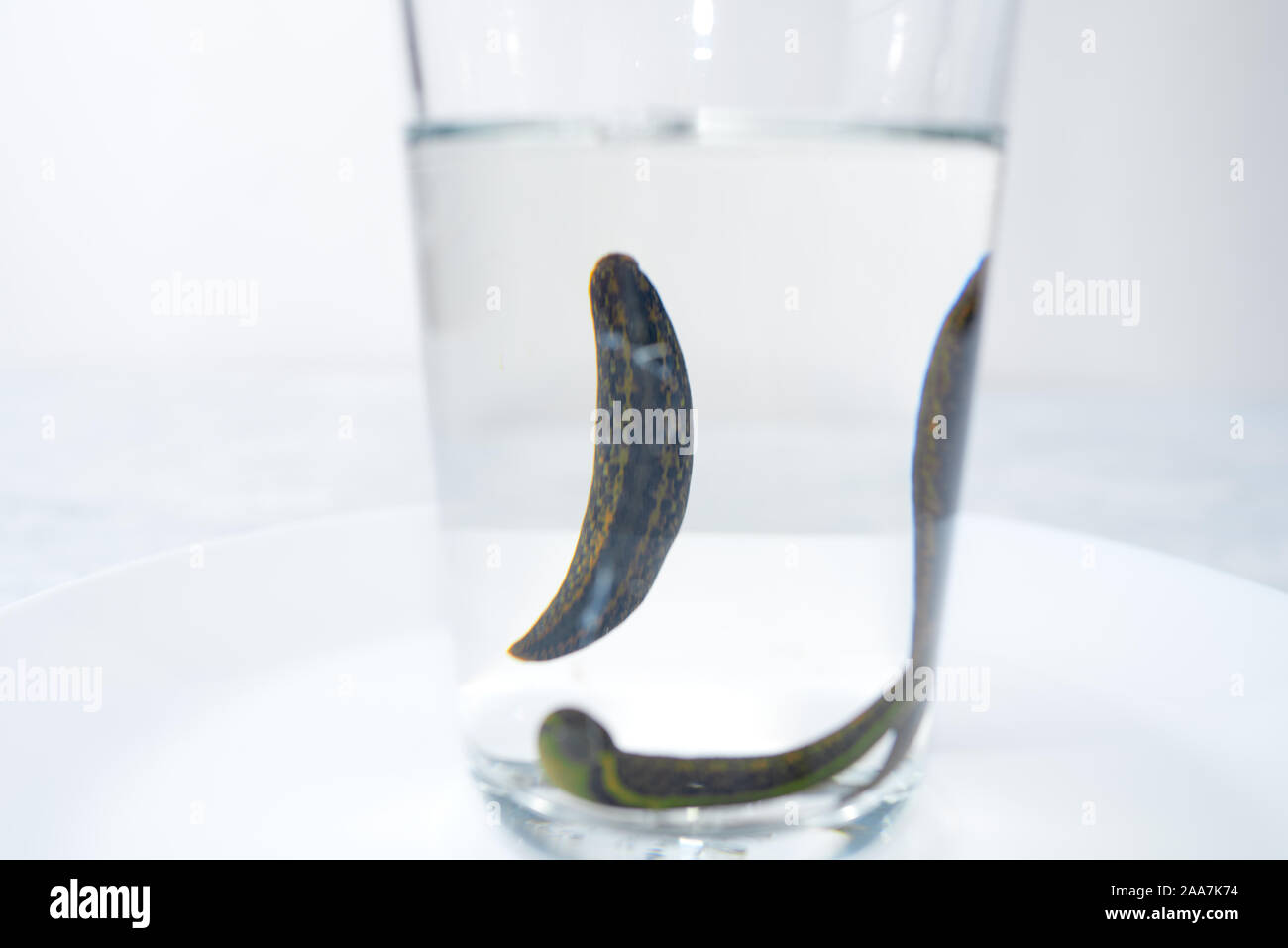 Hirudotherapy. Medical leeches in water before therapy Stock Photo - Alamy