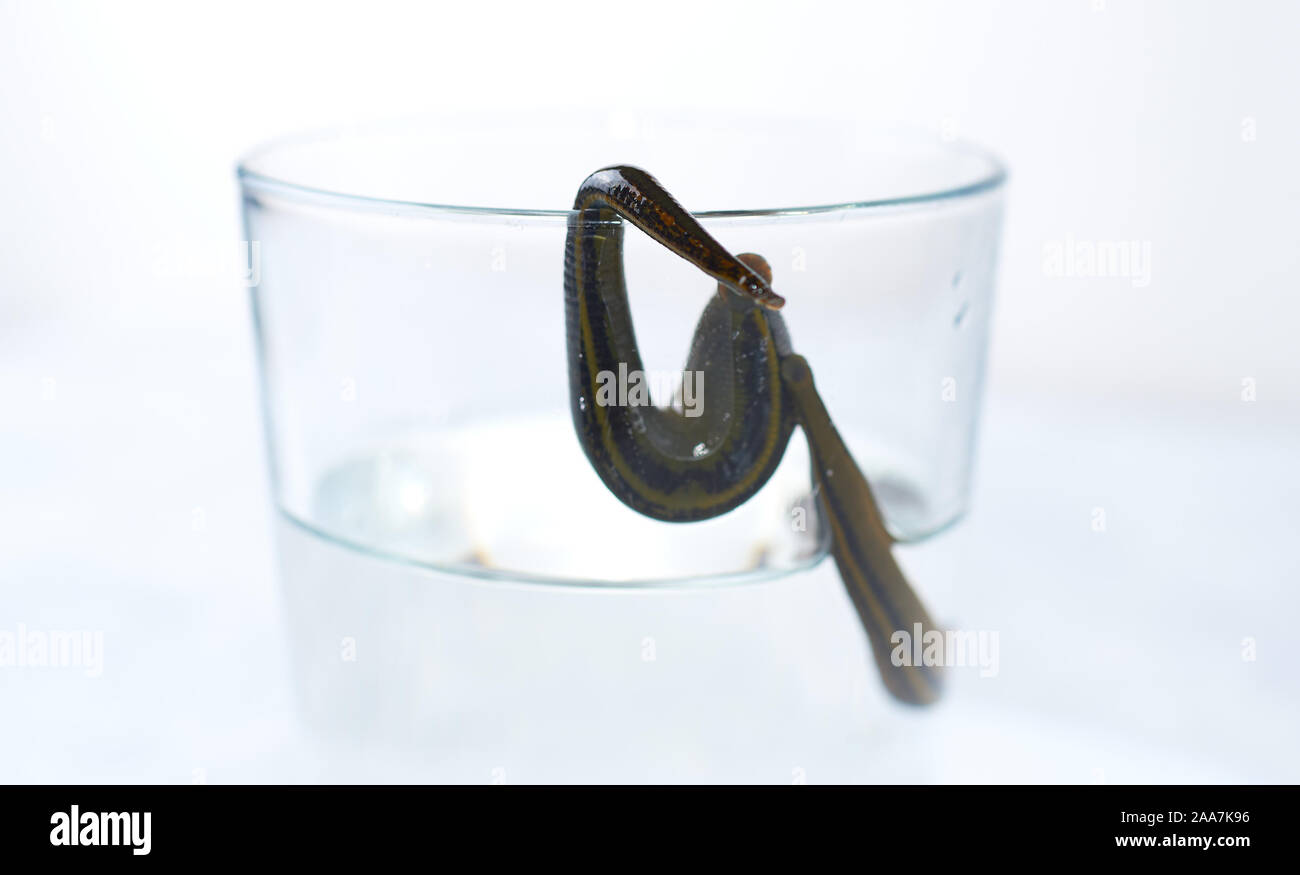 Hirudotherapy. Medical leeches in water before therapy Stock Photo - Alamy