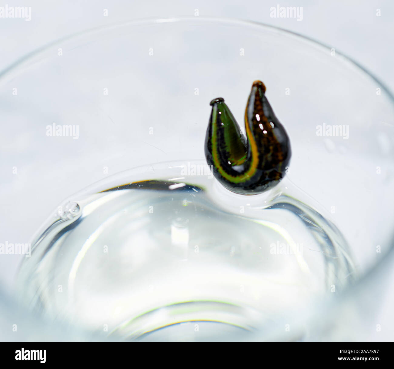 Hirudotherapy. Medical leeches in water before therapy Stock Photo - Alamy