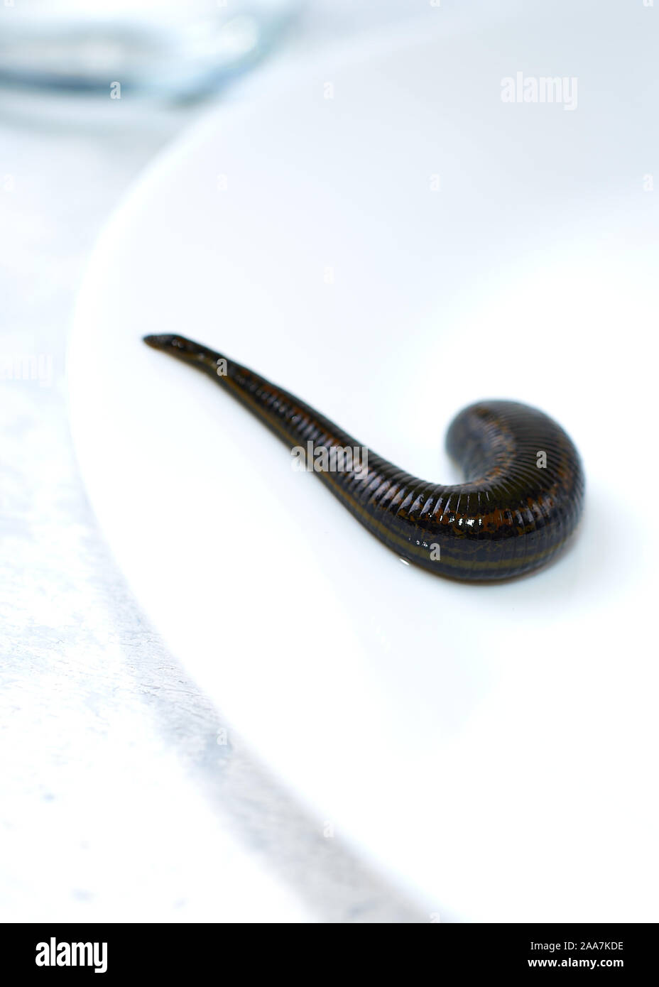 Leech isolated on white background close up Stock Photo - Alamy