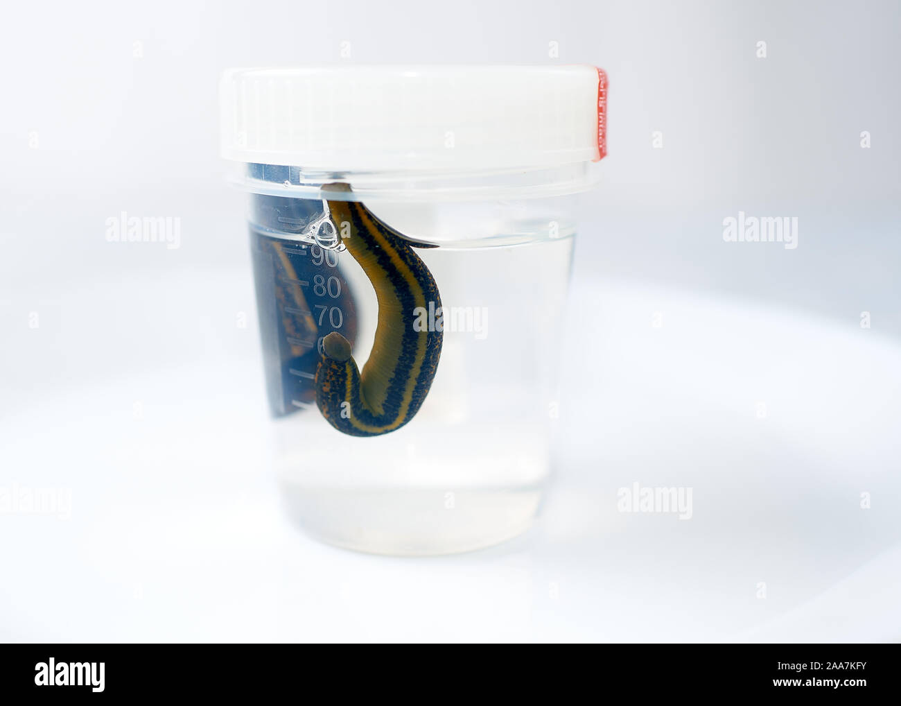 Hirudotherapy. Medical leeches in water before therapy Stock Photo - Alamy
