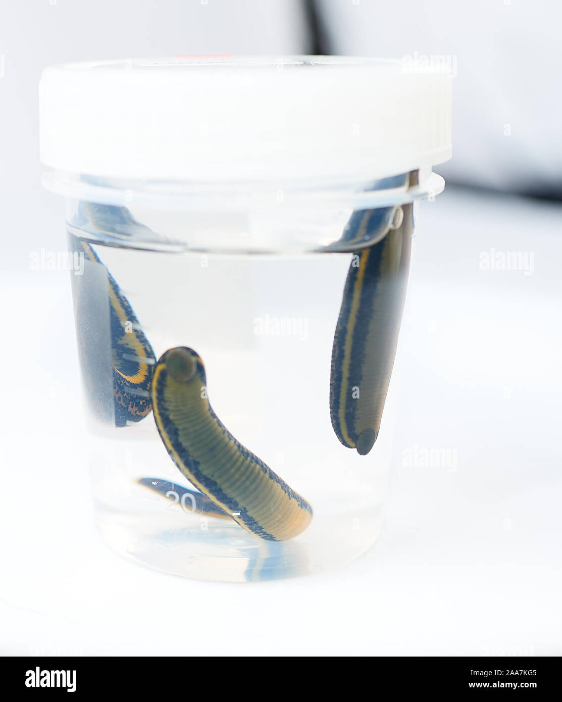 Hirudotherapy. Medical leeches in water before therapy Stock Photo - Alamy